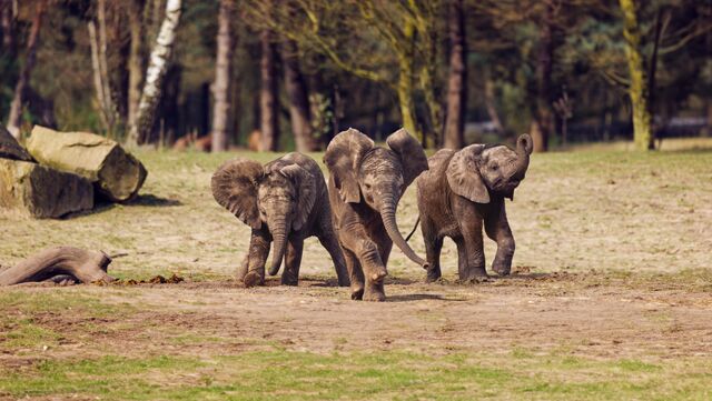 Safaripark Beekse Bergen tickets | Tot 34% korting | ANWB