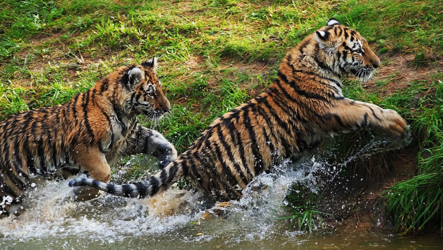 Safaripark Beekse Bergen tickets | Tot 32% korting | ANWB