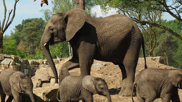 Safaripark Beekse Bergen tickets | Tot 38% korting | ANWB