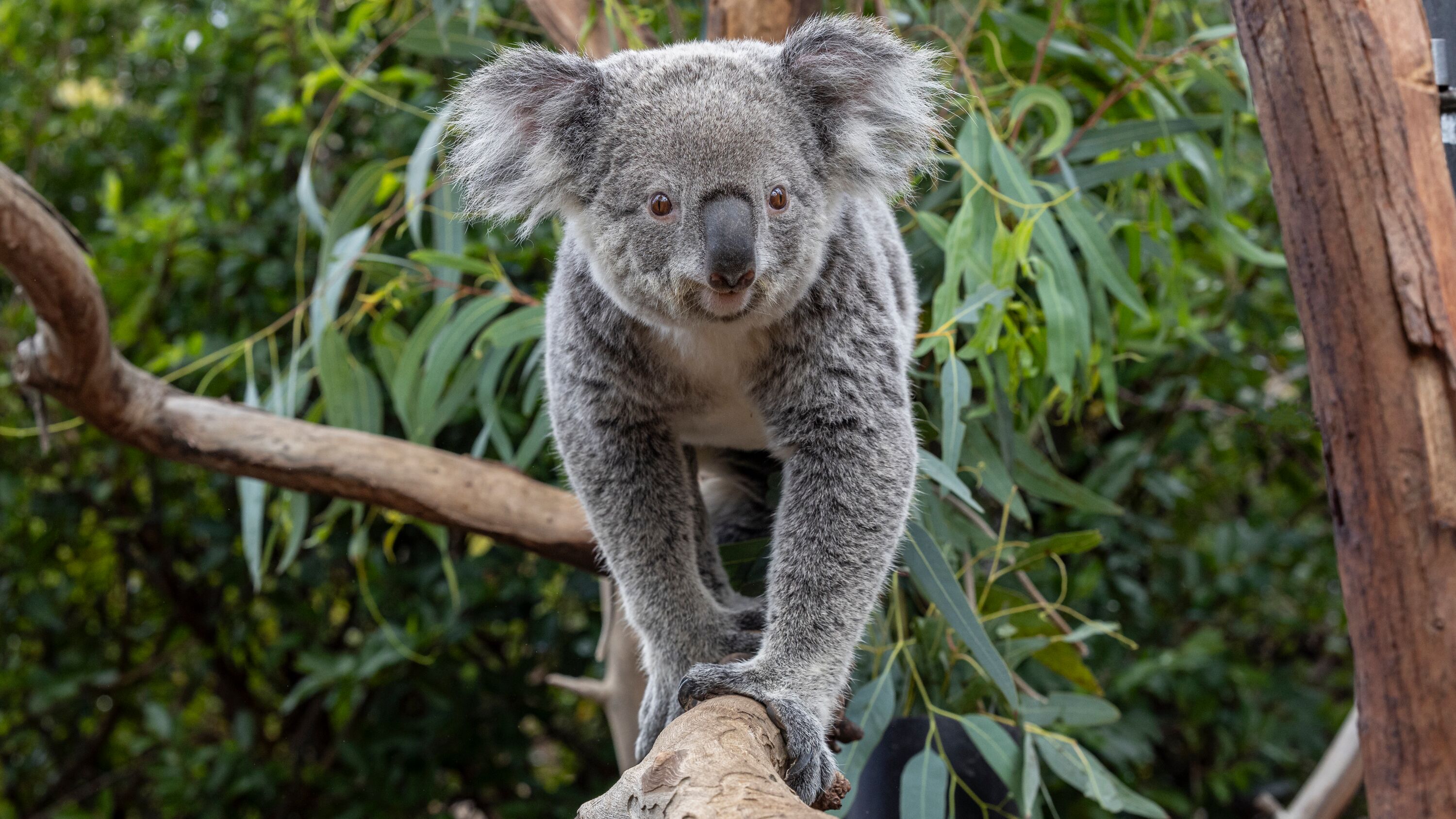 Ouwehands Dierenpark tickets | Tot € 6,50 korting | ANWB