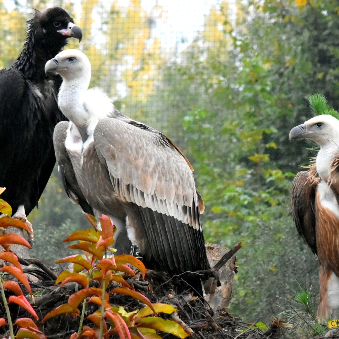 GaiaZOO tickets | € 3,50 korting | ANWB