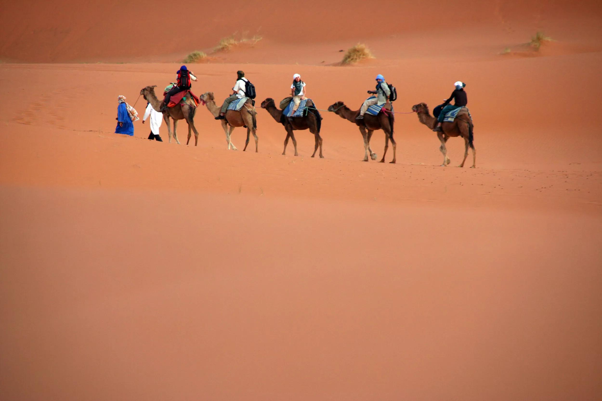 Fox reizen, beleef een bijzondere Fox groepsreis - Reistips Online