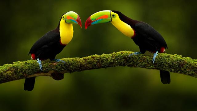 Groepsreis Paradijselijk Costa Rica | FOX