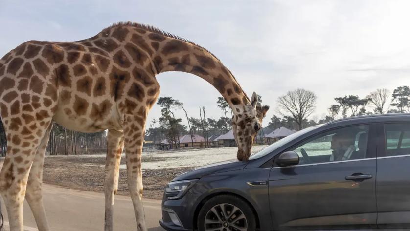 Safaripark Beekse Bergen tickets | Tot 34% korting | ANWB