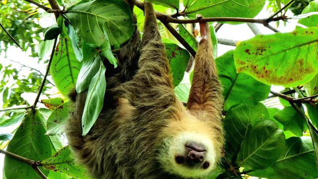 Groepsreis Paradijselijk Costa Rica | Fox