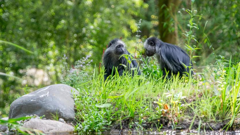 Apenheul | Tot € 8,25 korting | ANWB