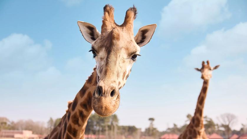 Safaripark Beekse Bergen tickets | Tot 34% korting | ANWB